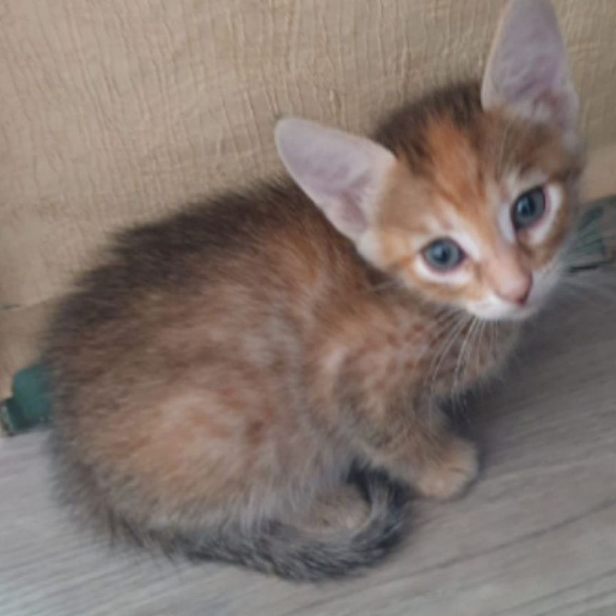 Котёнок