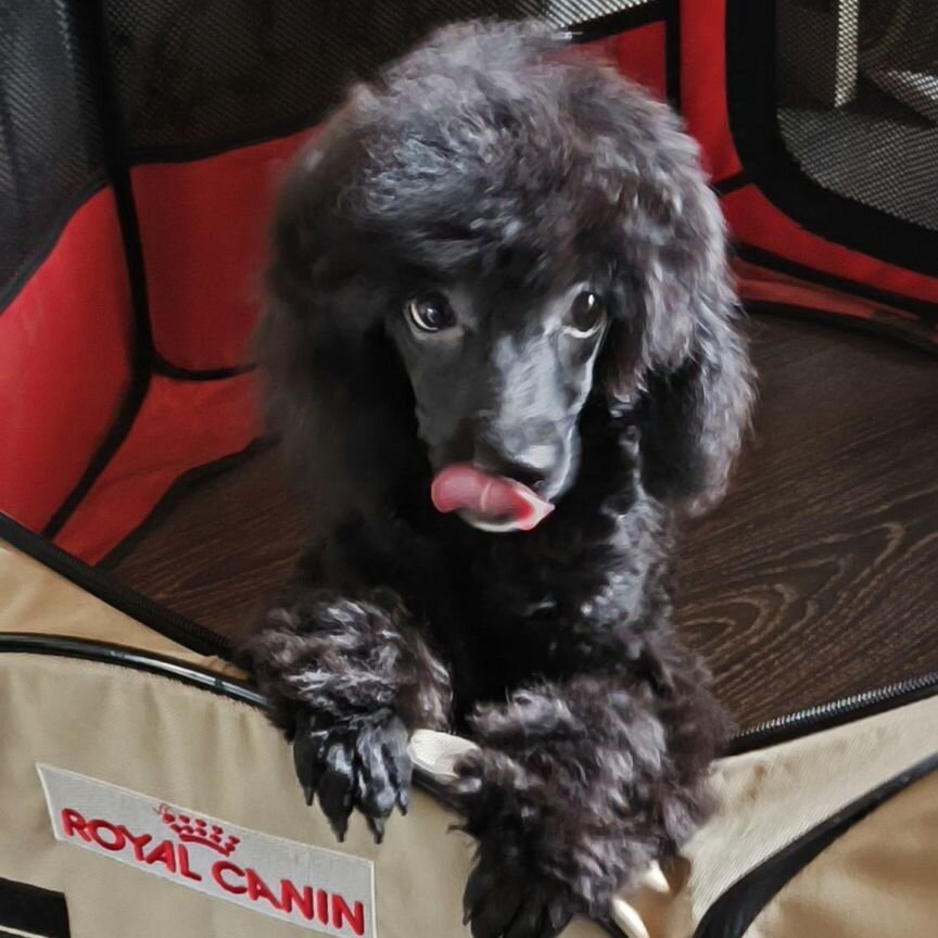 Пудель Той и карлик щенк