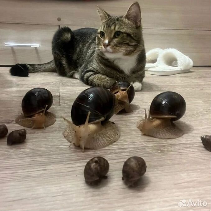 Отдам улиток в добрые руки