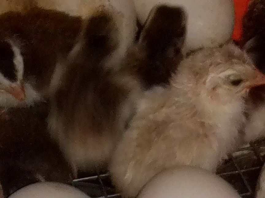 Цесарята суточные