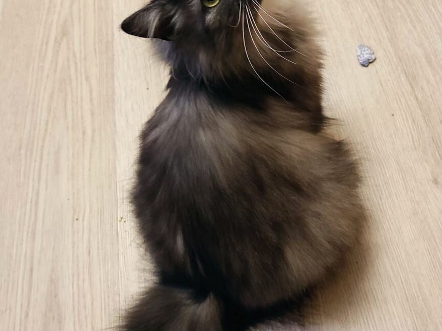 Кошка полуторо годовалая длинношерстная Британская