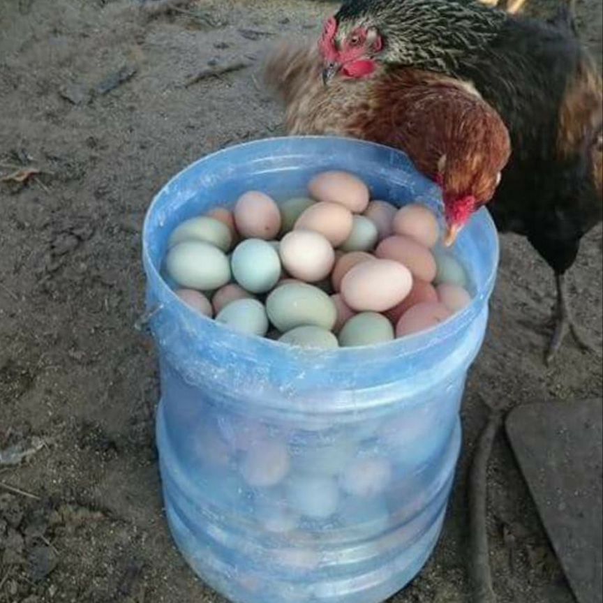 Домашние курочки