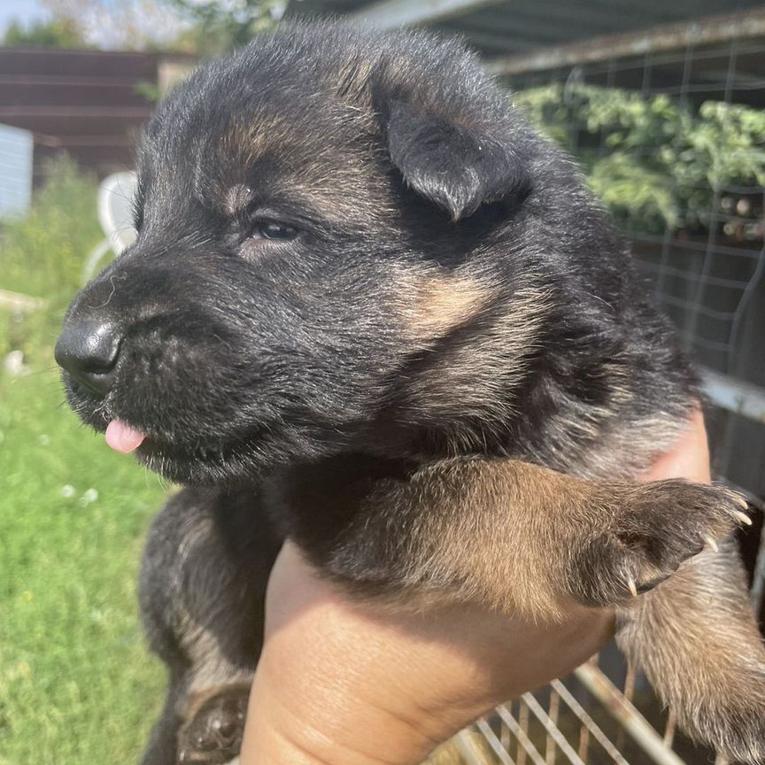 Щенки немецкой овчарки