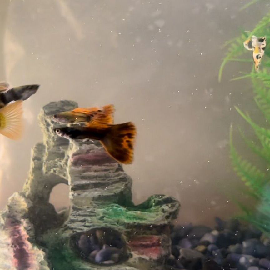 Аквариумные рыбки гуппи