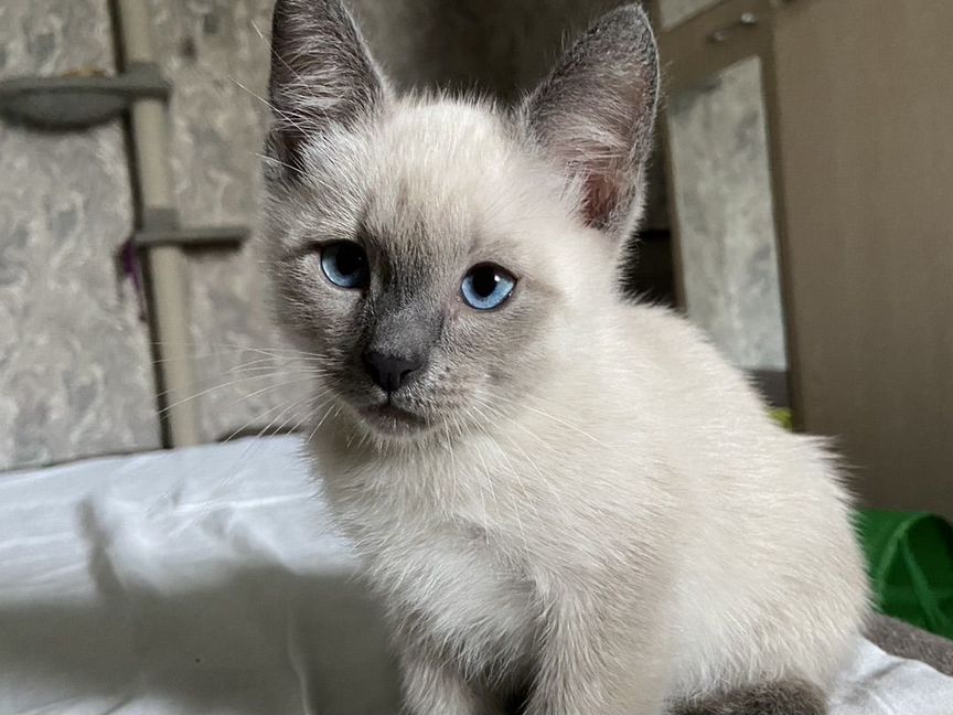 Тайские котята