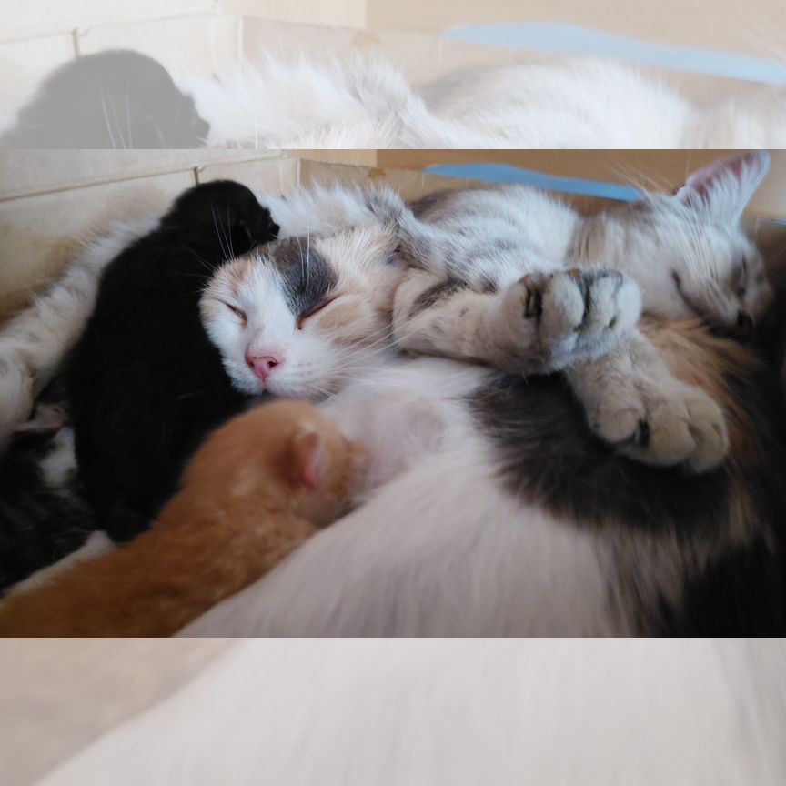 Котята в добрые руки бесплатно