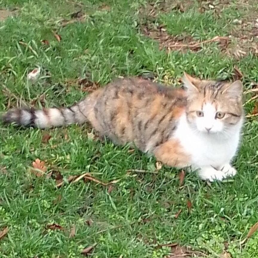 Кошечка трёхцветка охотница