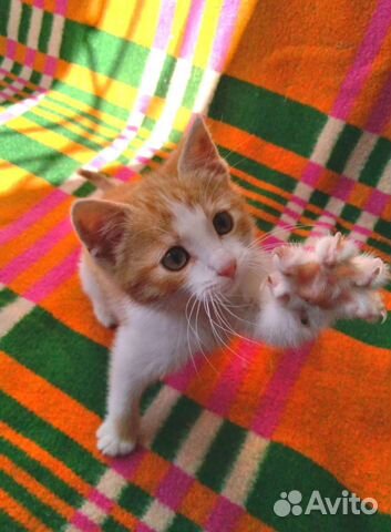 Рыжий котенок в добрые руки бесплатно