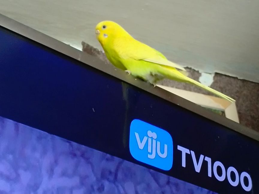 Волнистый попугай с клеткой