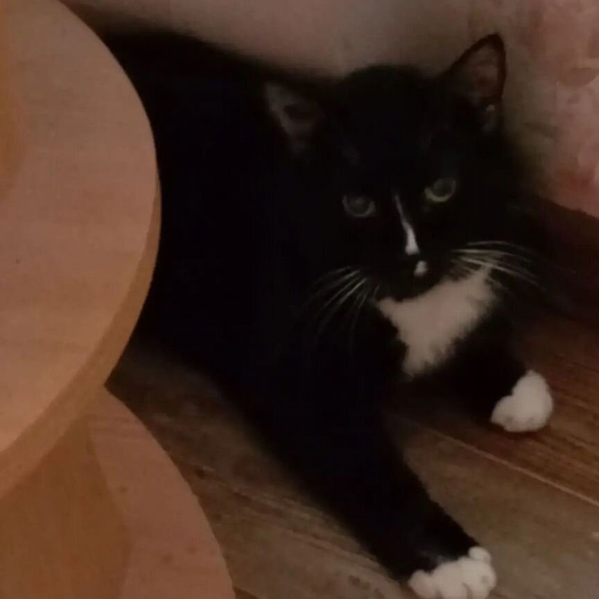 Взрослый кот в добрые руки