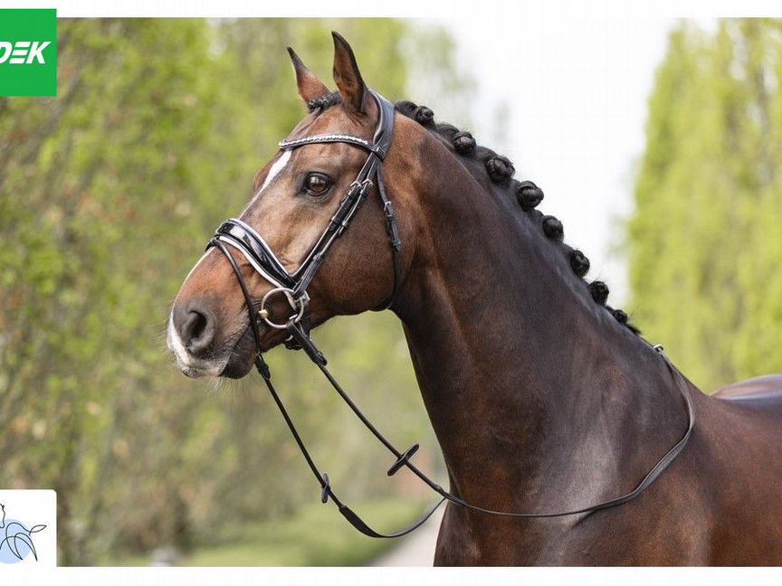 Уздечка Comfort Fit от Anky