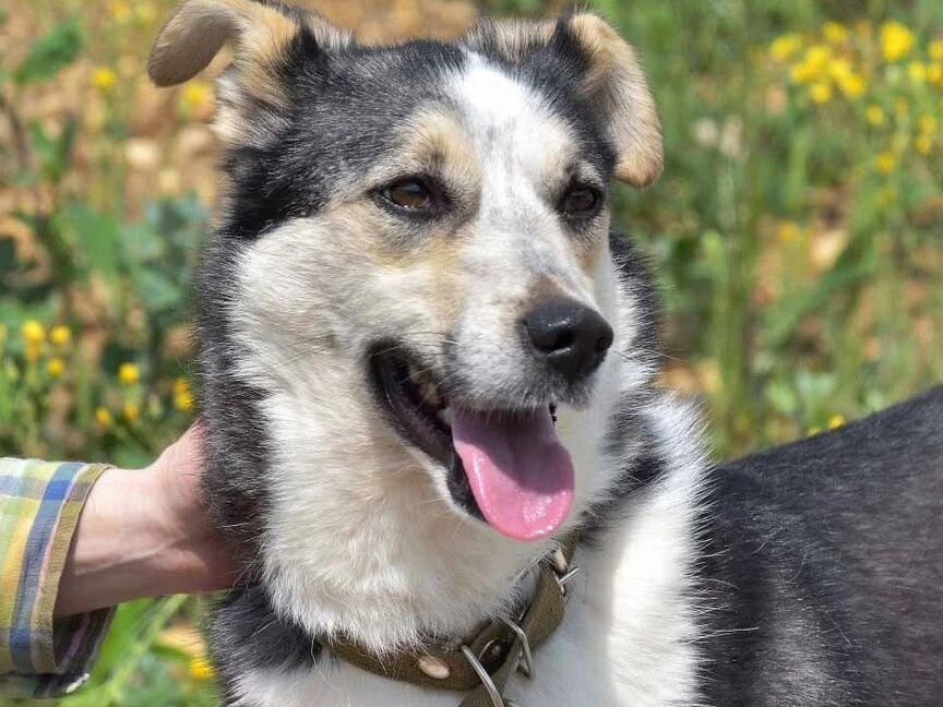 Собака Айва