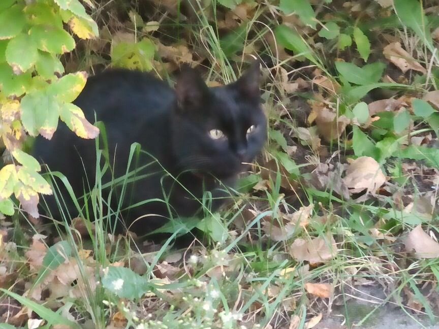 Отдадим молодого котика в хорошие руки