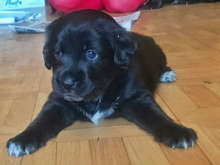 Собака в добрые руки