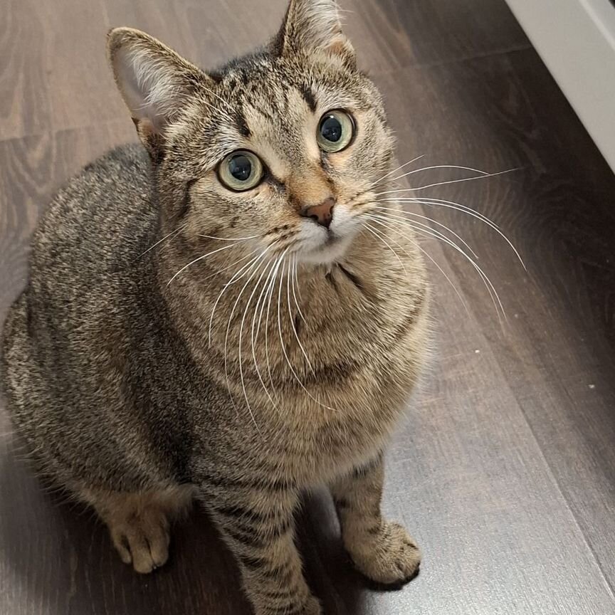 Взрослая кошка в добрые руки