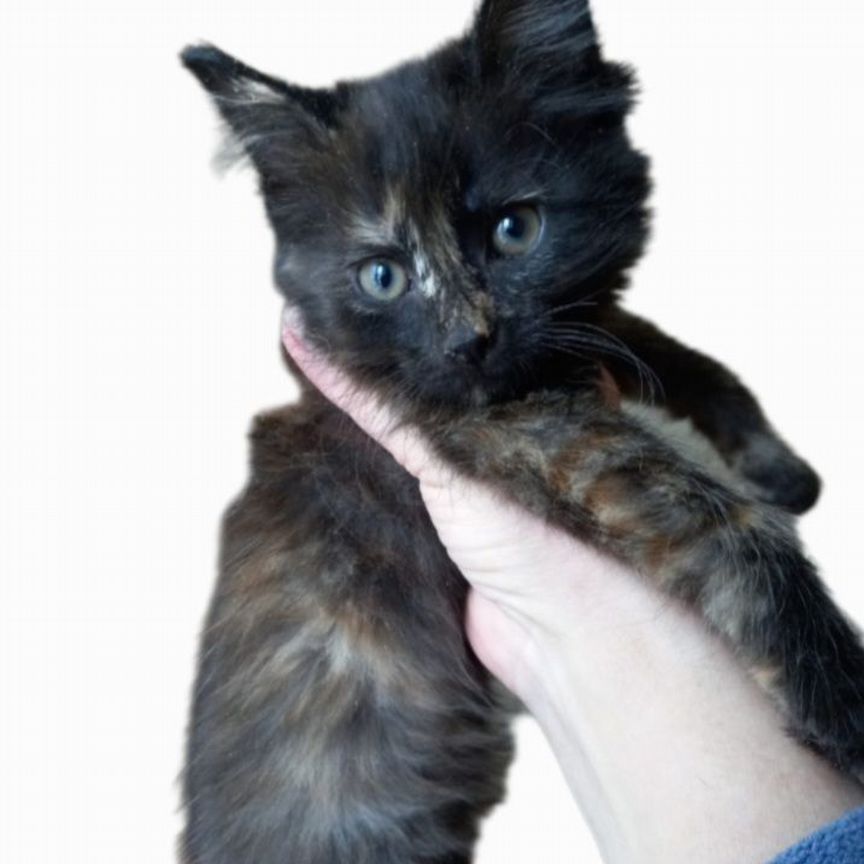 Лапка 2.5 месяца ответственным людям