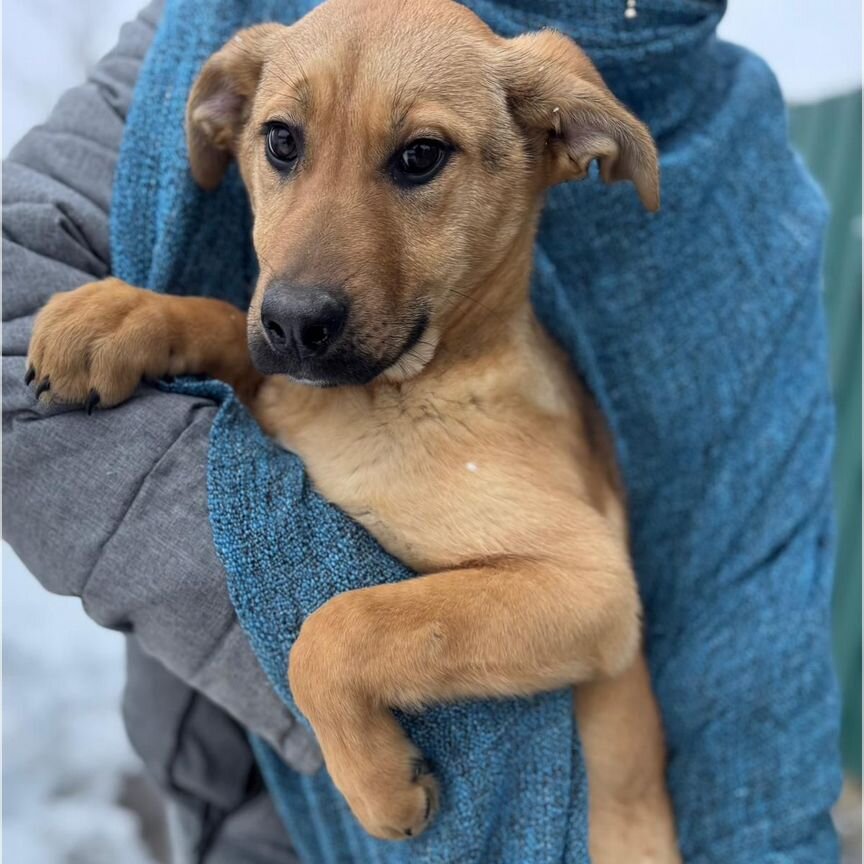 Щенок девочка в добрые руки