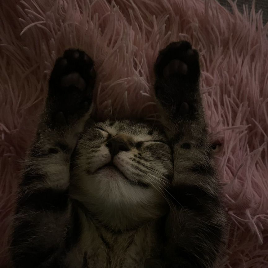 Отдам котята в добрые руки