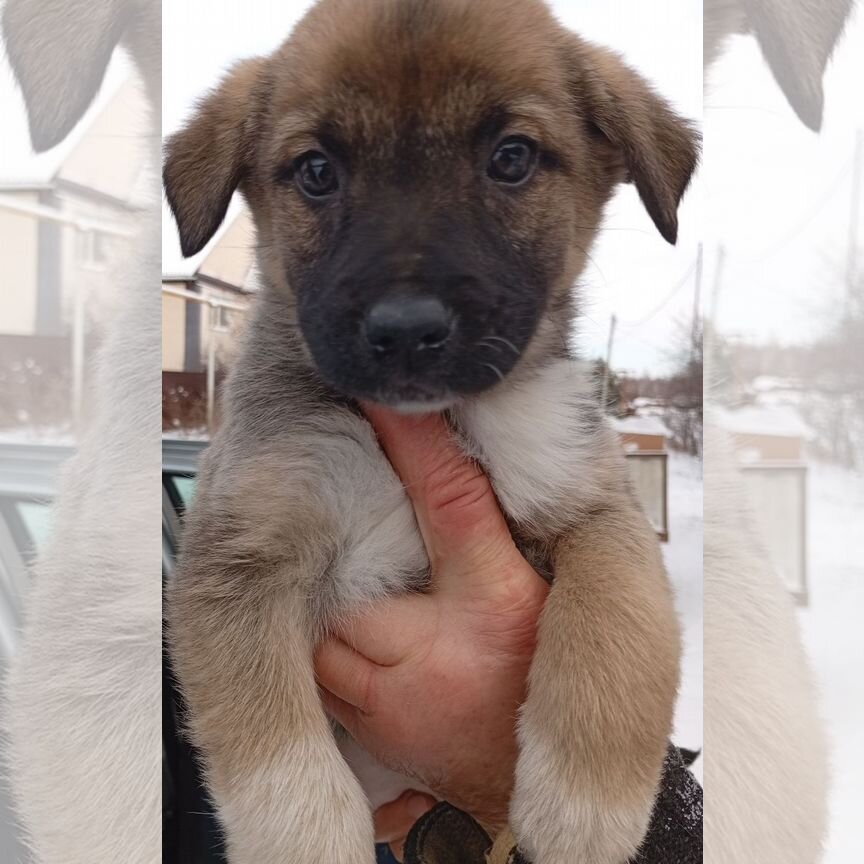 Щенок от частного владельца