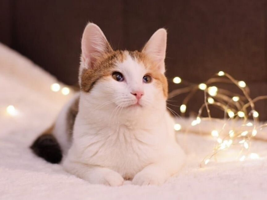 Кошечка Лавандочка