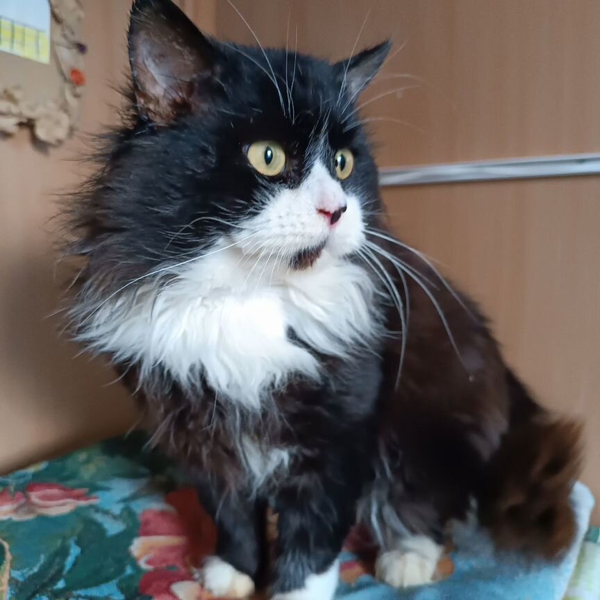 Котик том ищет новый дом