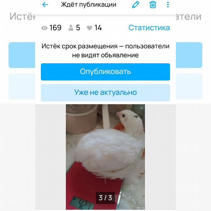 Инкубационное яйцо перепелов