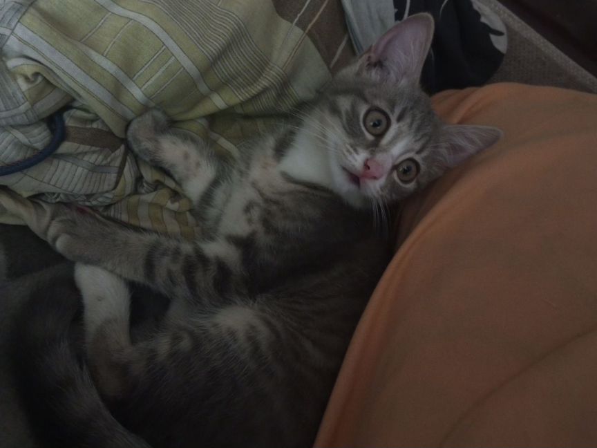 Отдаю котёнка, Наоми, но имя можете и поменять)