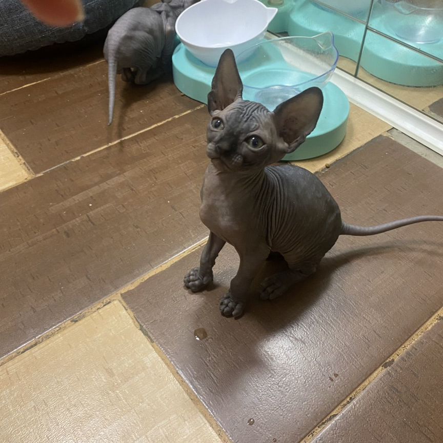 Канадский сфинкс