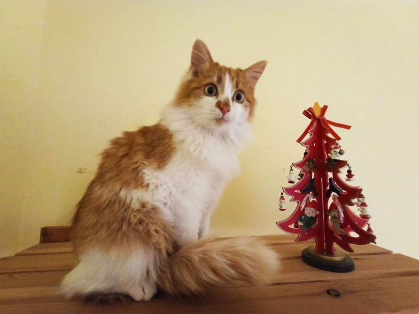Котёнок с ангельским характером