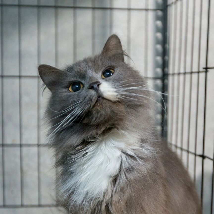 Серый котик