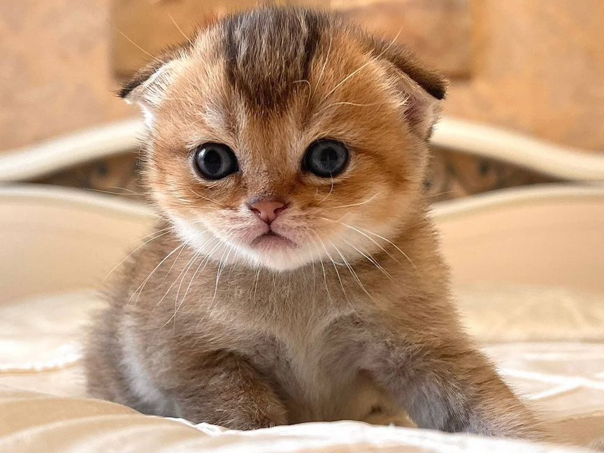 Вислоухий золотой котик 1 мес
