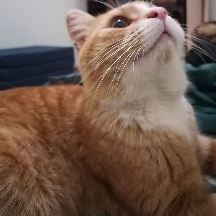 Взрослый кот в добрые руки