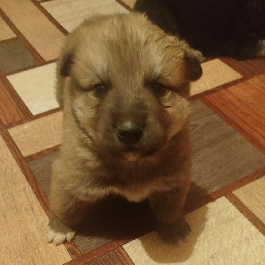 Тибетский мастиф, щенок