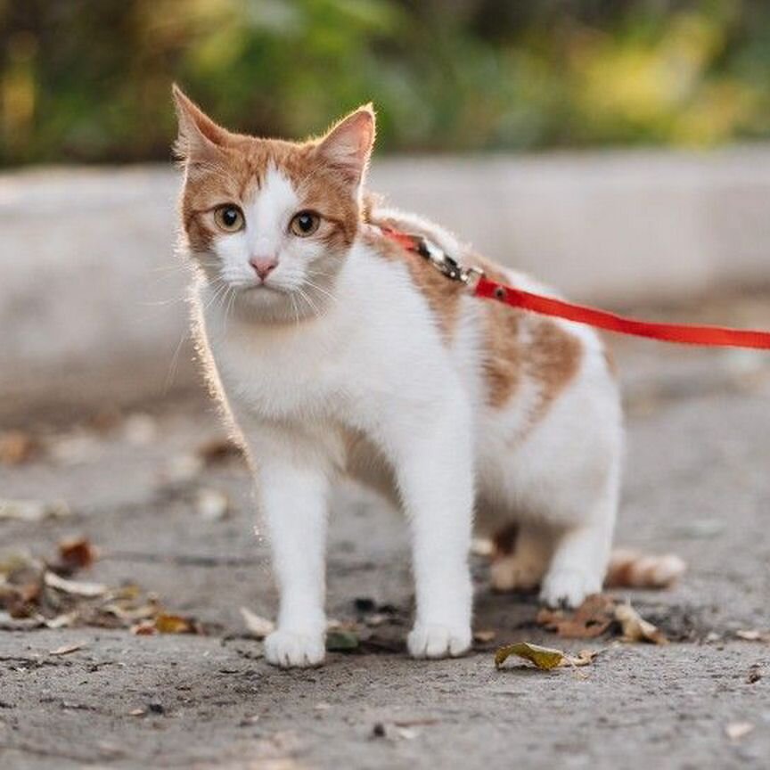 Пусть мама услышит