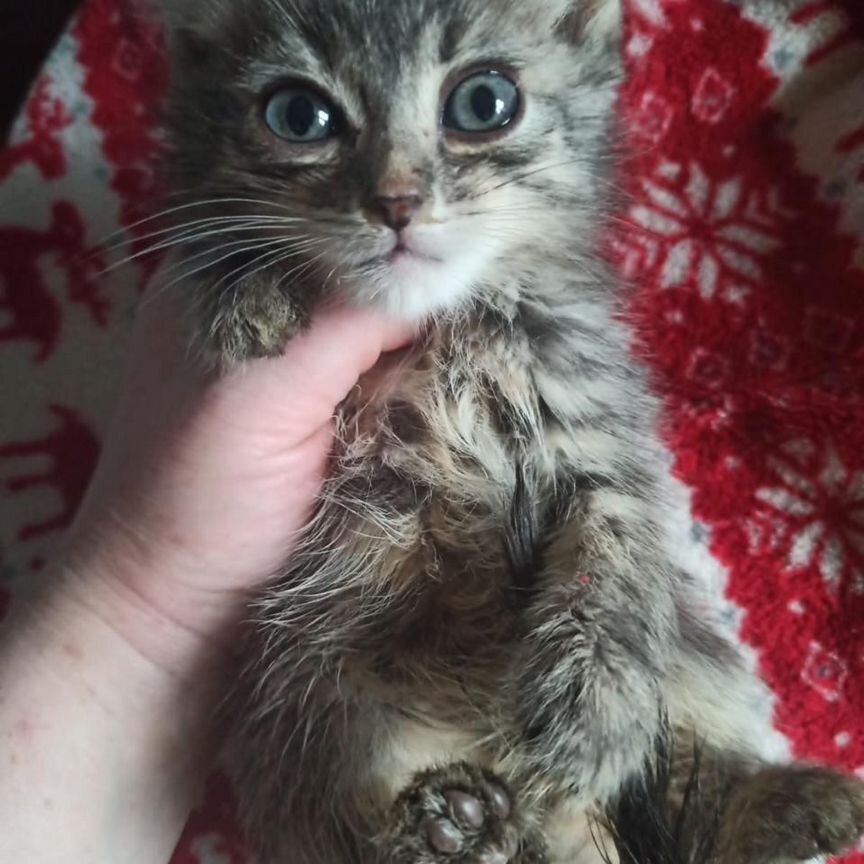 Котенок Микки