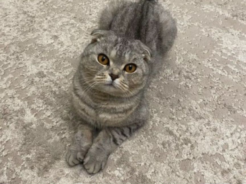 Шотландская вислоухая кошка бесплатно