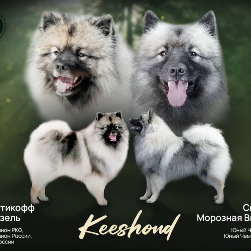 Щенки кеесхонда