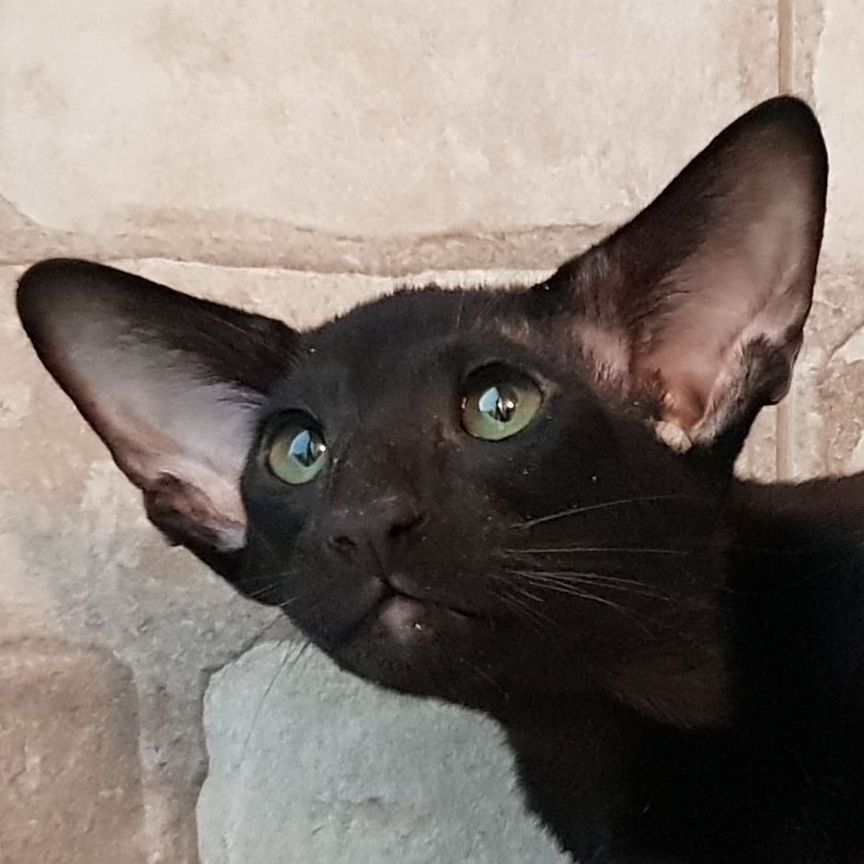 Ориентальный котёнок