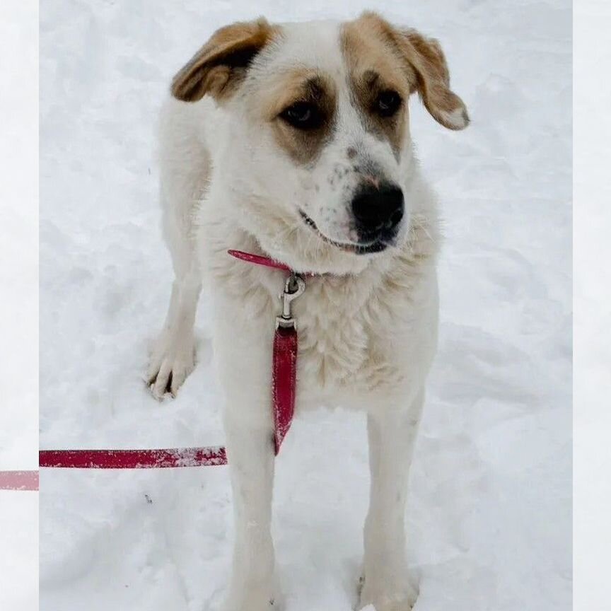 Взрослая собака в добрые руки