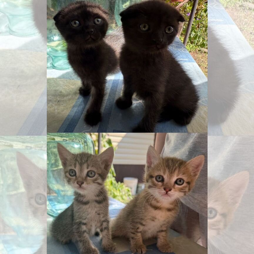 Котята в добрые руки бесплатно