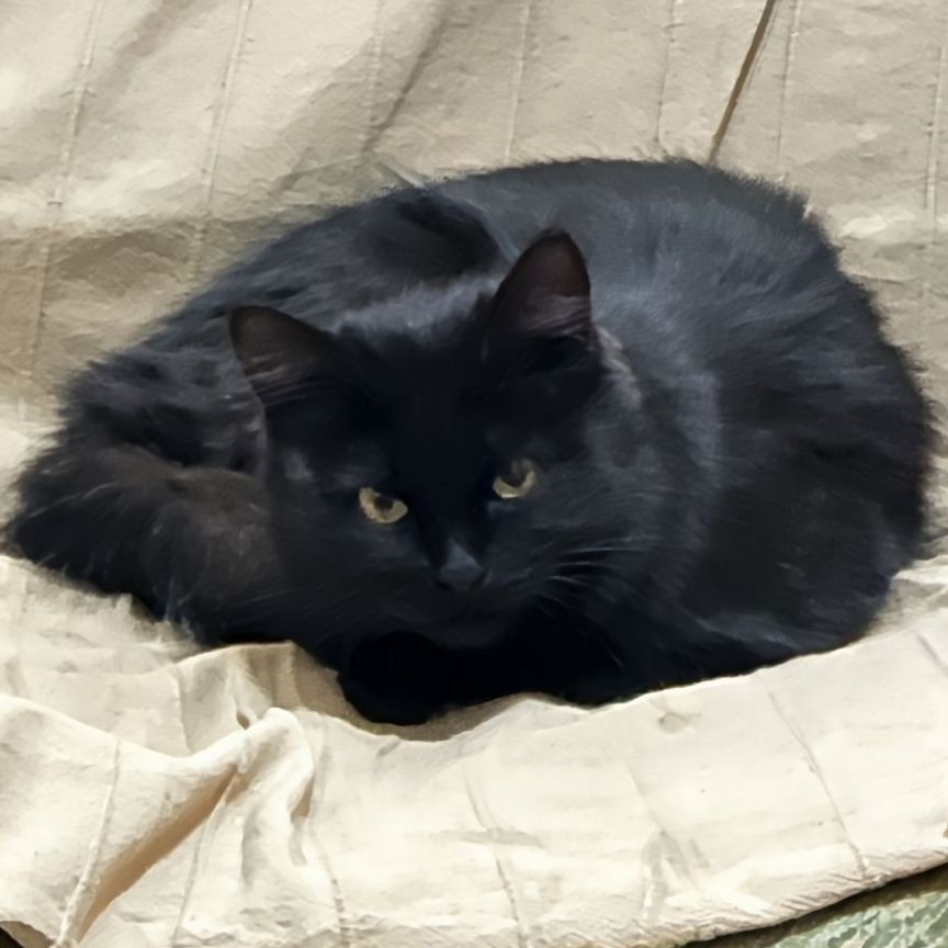 Взрослая, кошка в добрые руки