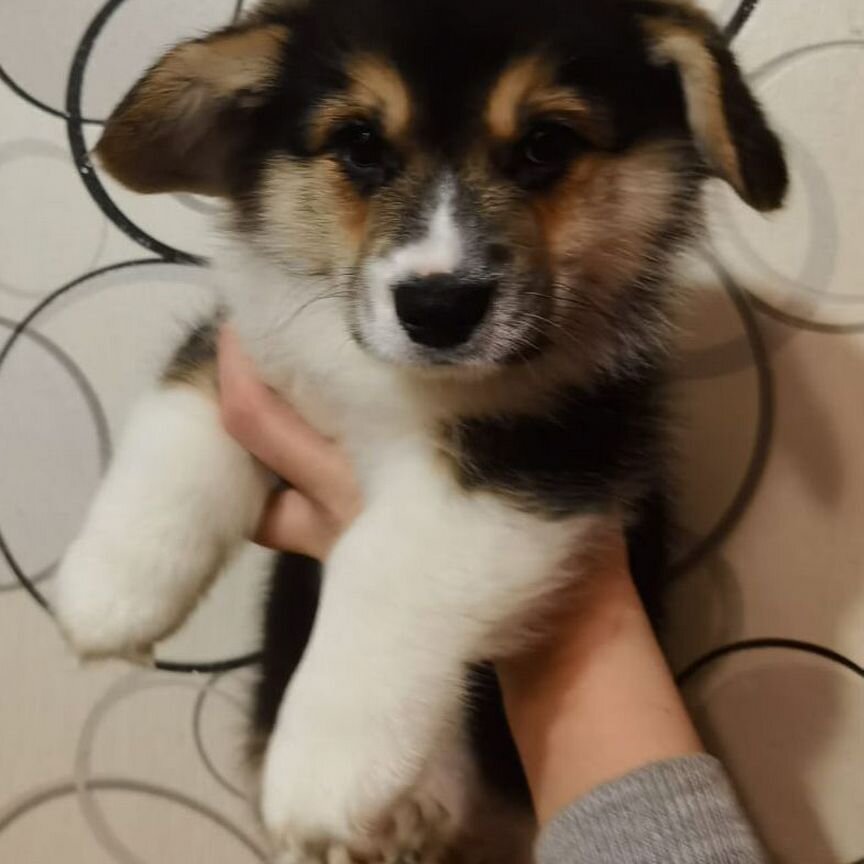 Щенок Вельш Корги Пемброк