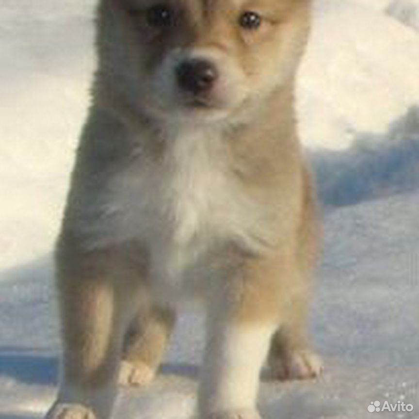 Щенки зимней сибирсокй лайки