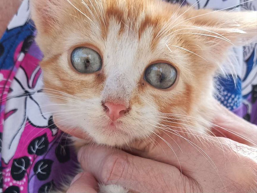 Котёнок в дар