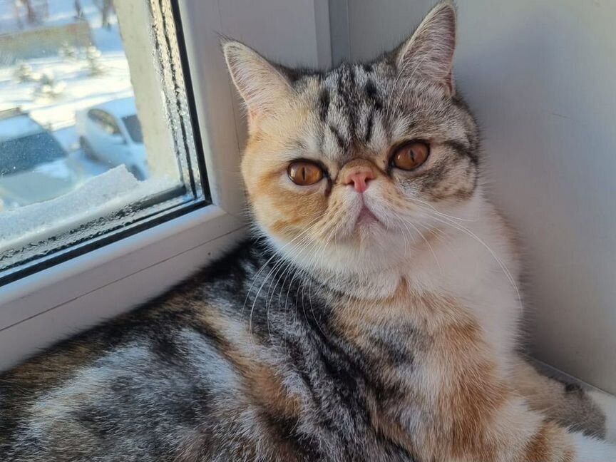 Экзотическая кошка