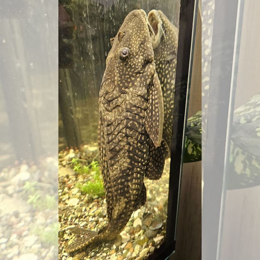 Обменяю птерика на растения