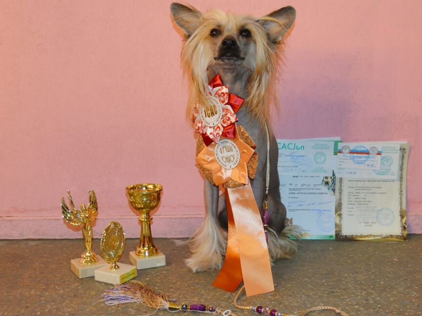 Щенки китайская хохлатая