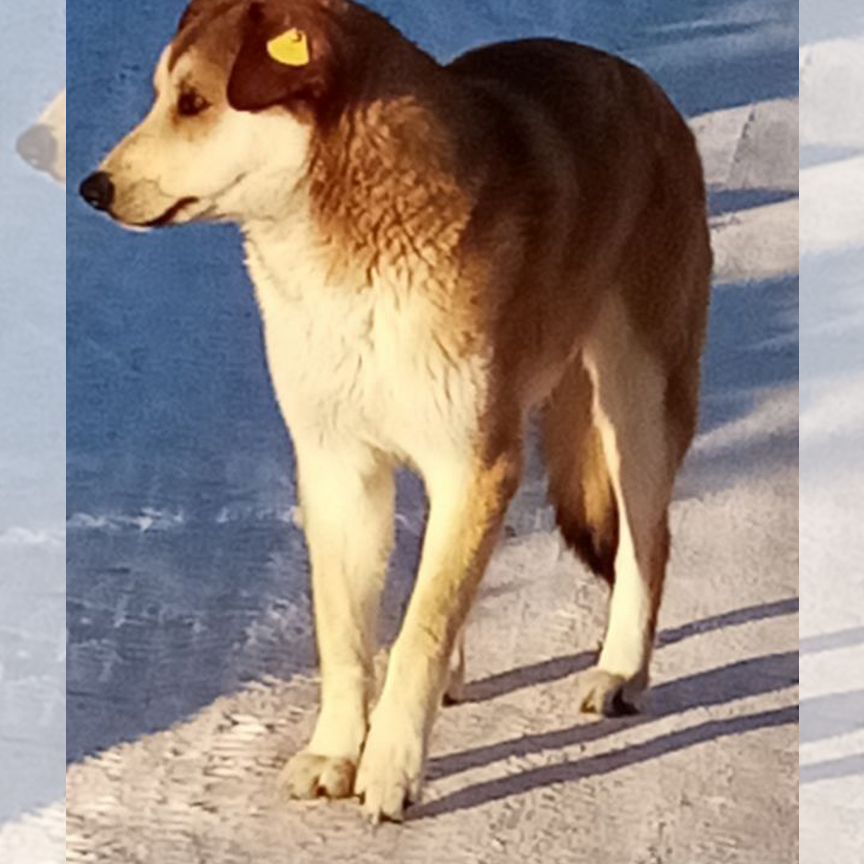 Взрослая собака в добрые руки