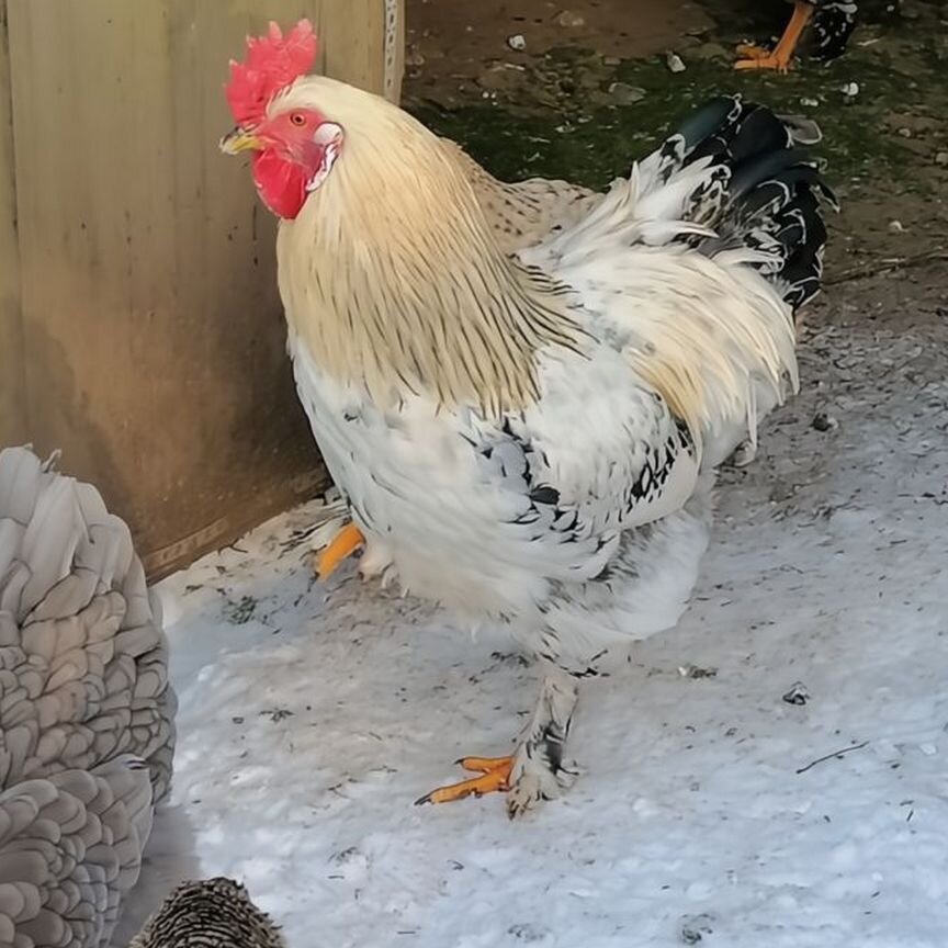 Молодые петушки, активные красавцы, в суп не хотят