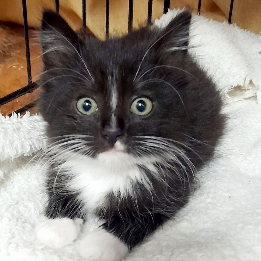 Котёнок в добрые руки